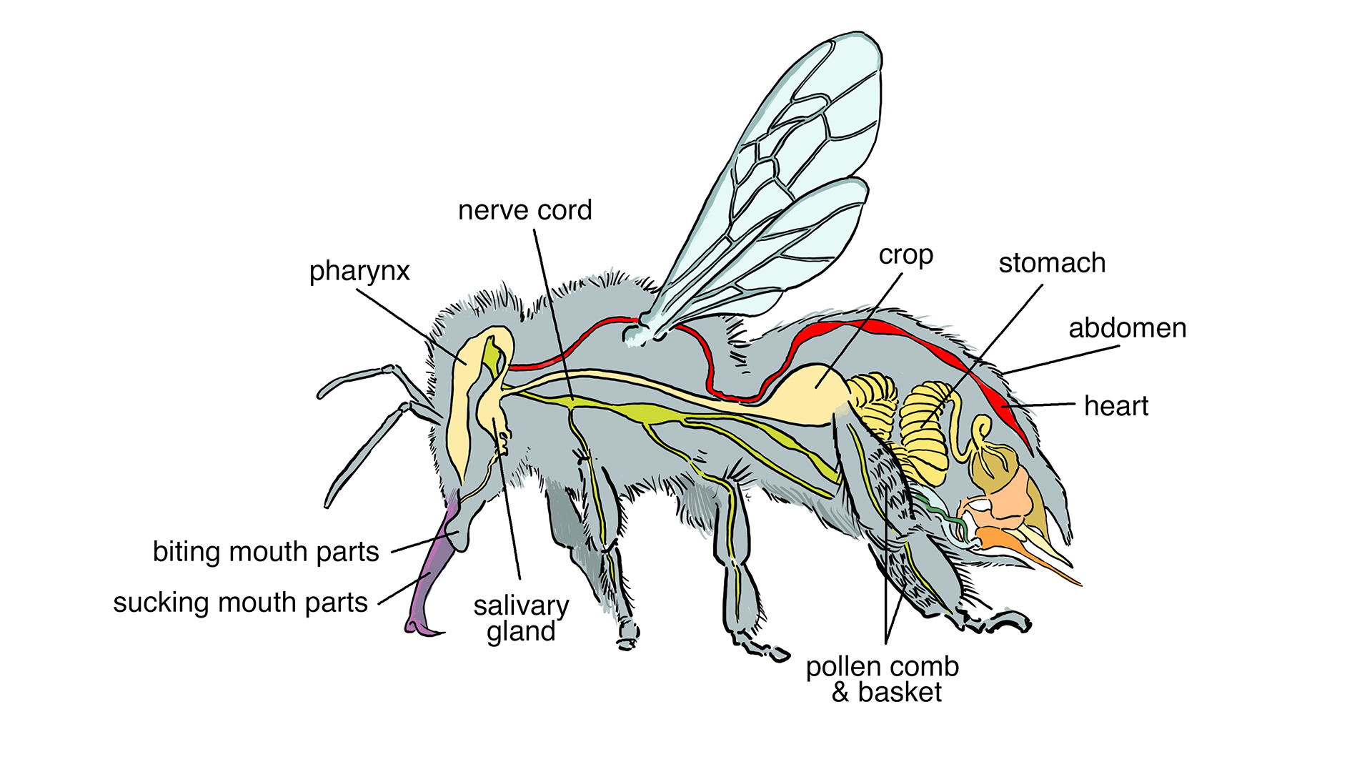 Bread For Bees