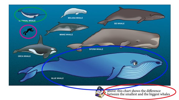 Whale chart answer key