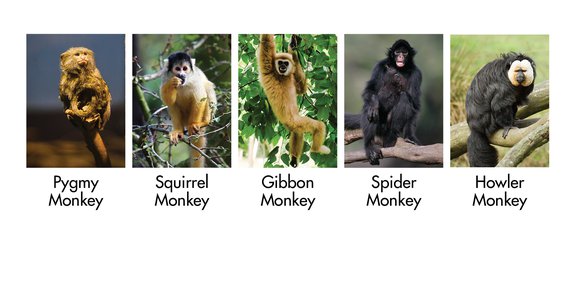 Vowel monkey pictures
