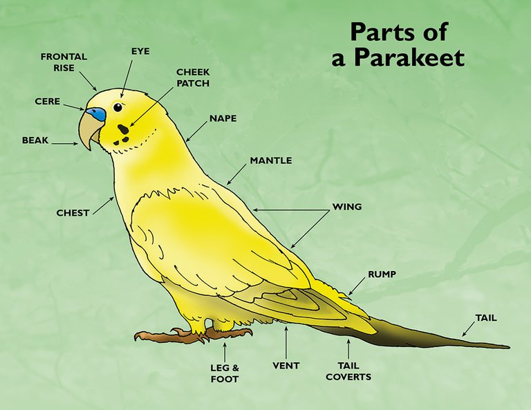 Circle game - parts of a parakeet