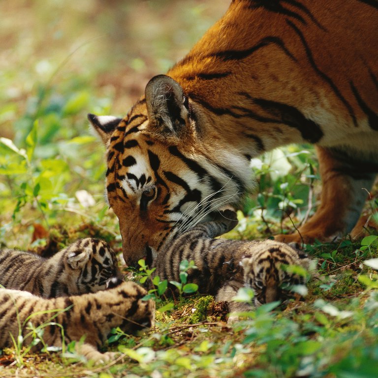 How Animals Care for Their Young